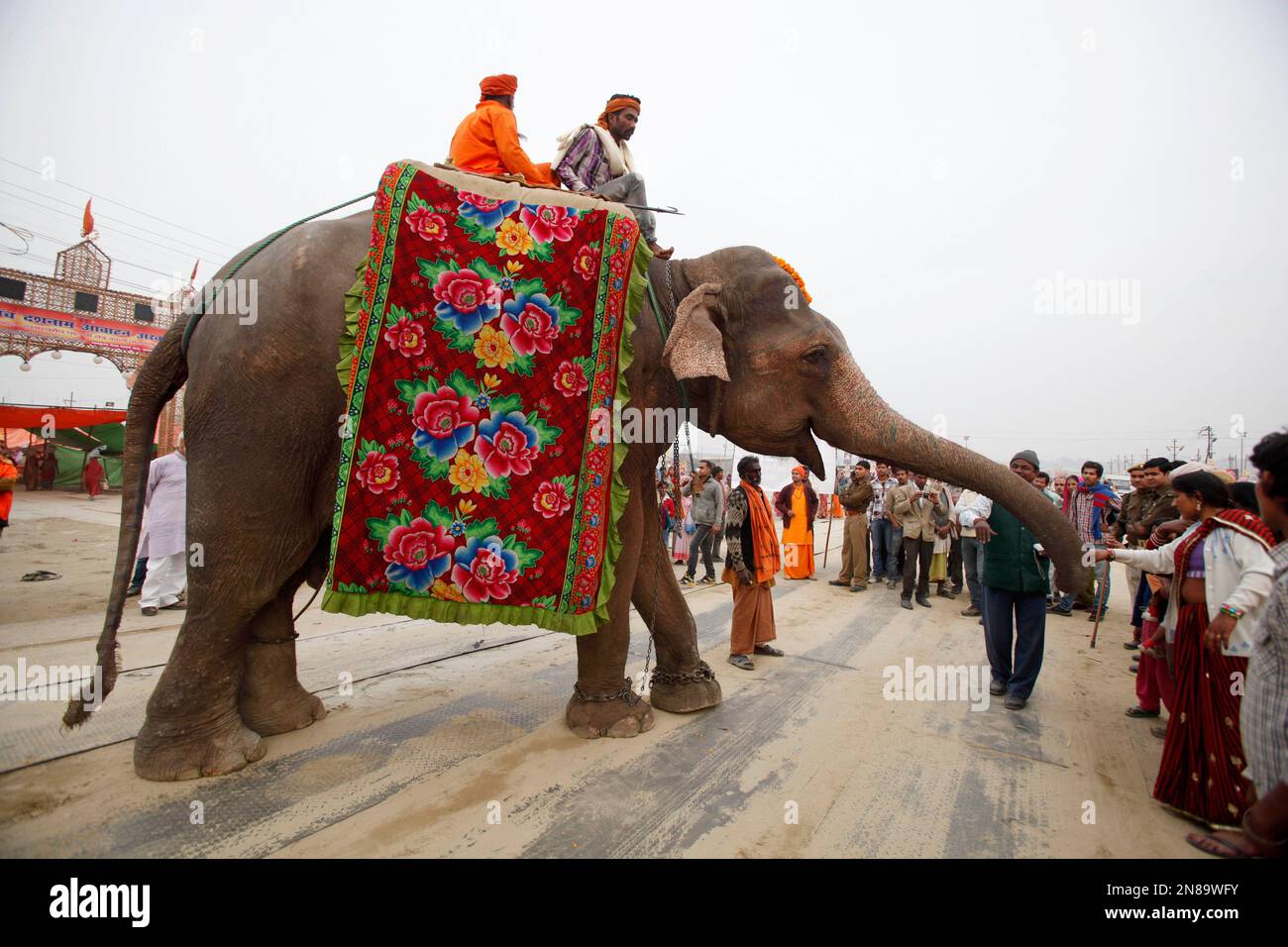 Indian Hindu devotees offer coins to an elephant walking on the Sangam ...