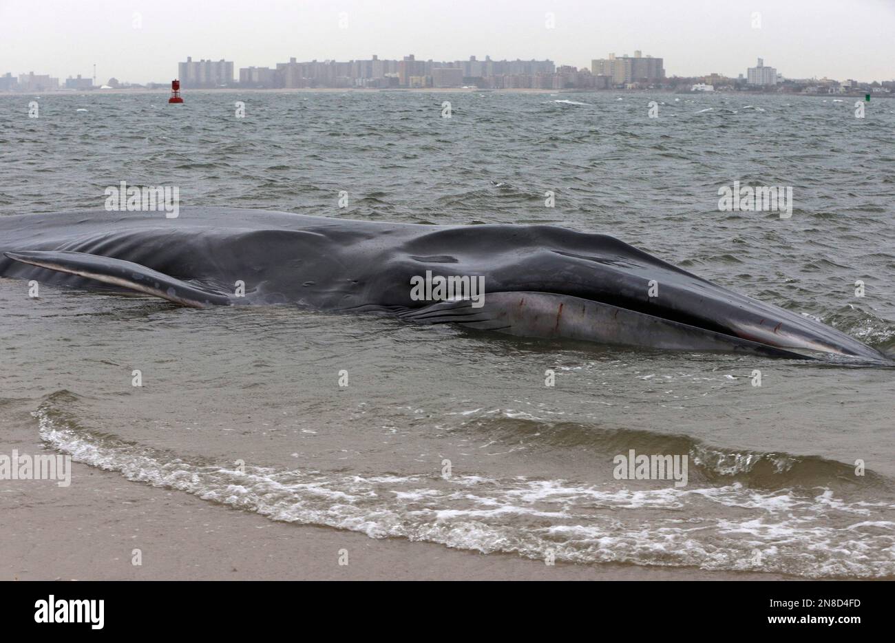 An emaciated 60-foot finback whale that beached itself in the Breezy ...