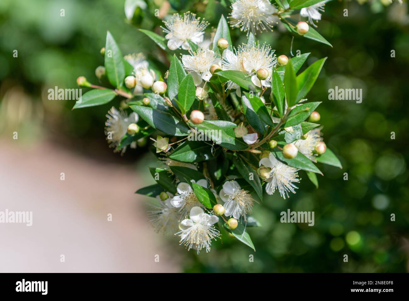 Evergreen myrtle tree myrtus communis Banque de photographies et d ...