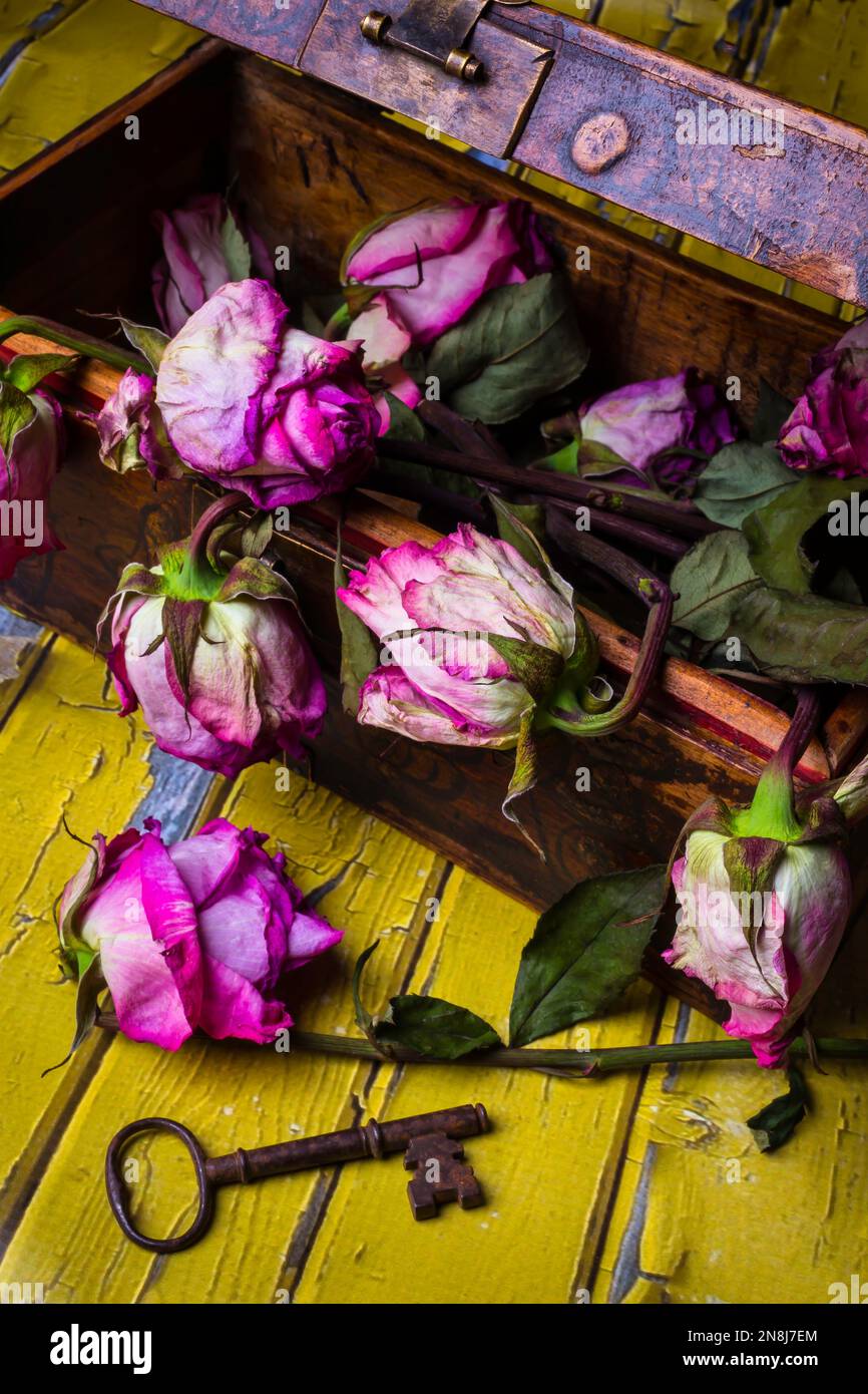 Dead roses Banque de photographies et d’images à haute résolution - Alamy