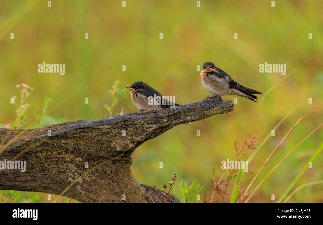Welcome swallow hirundo neoxena Banque de photographies et d’images à ...