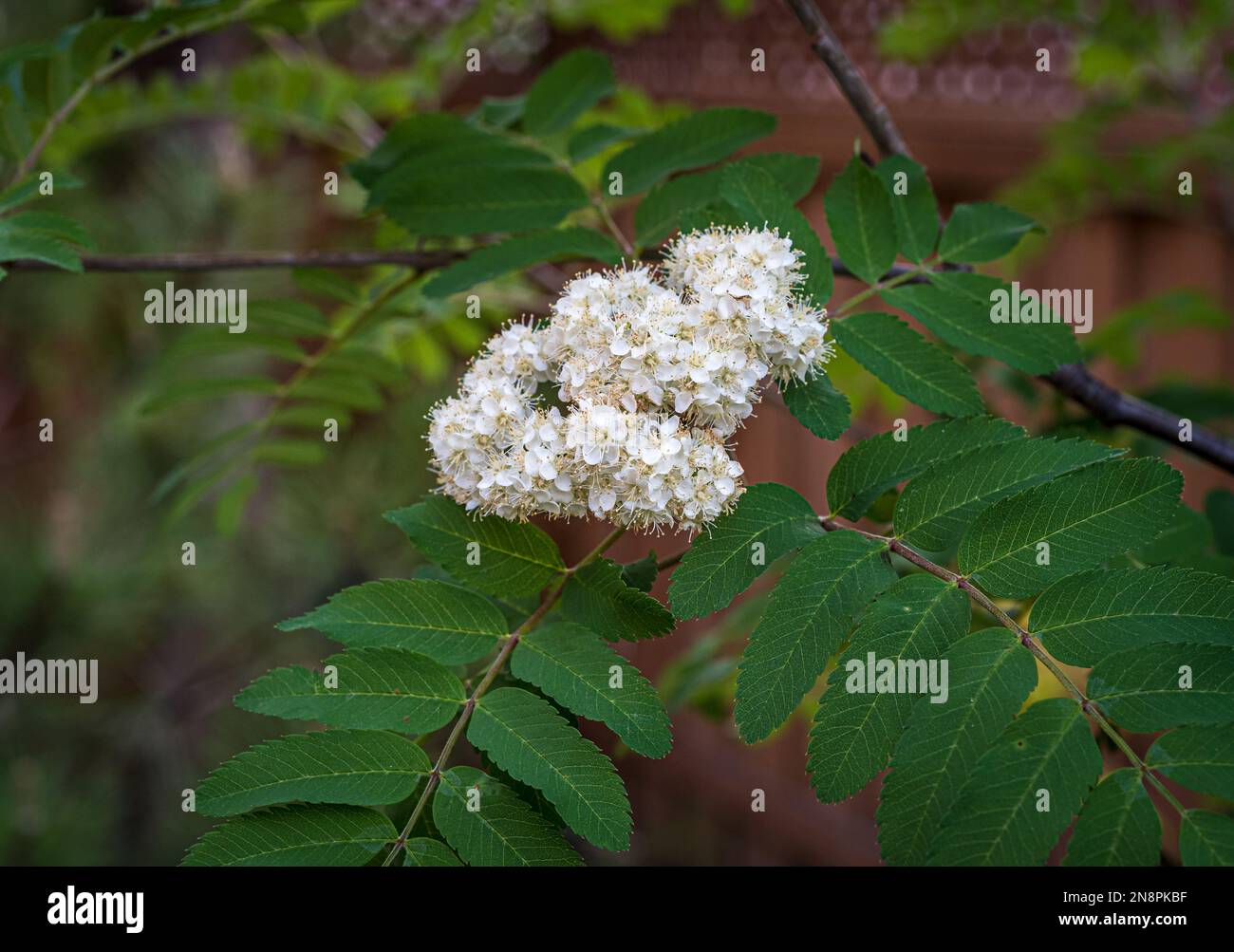 Feuilles de sorbus aucuparia Banque de photographies et d’images à ...