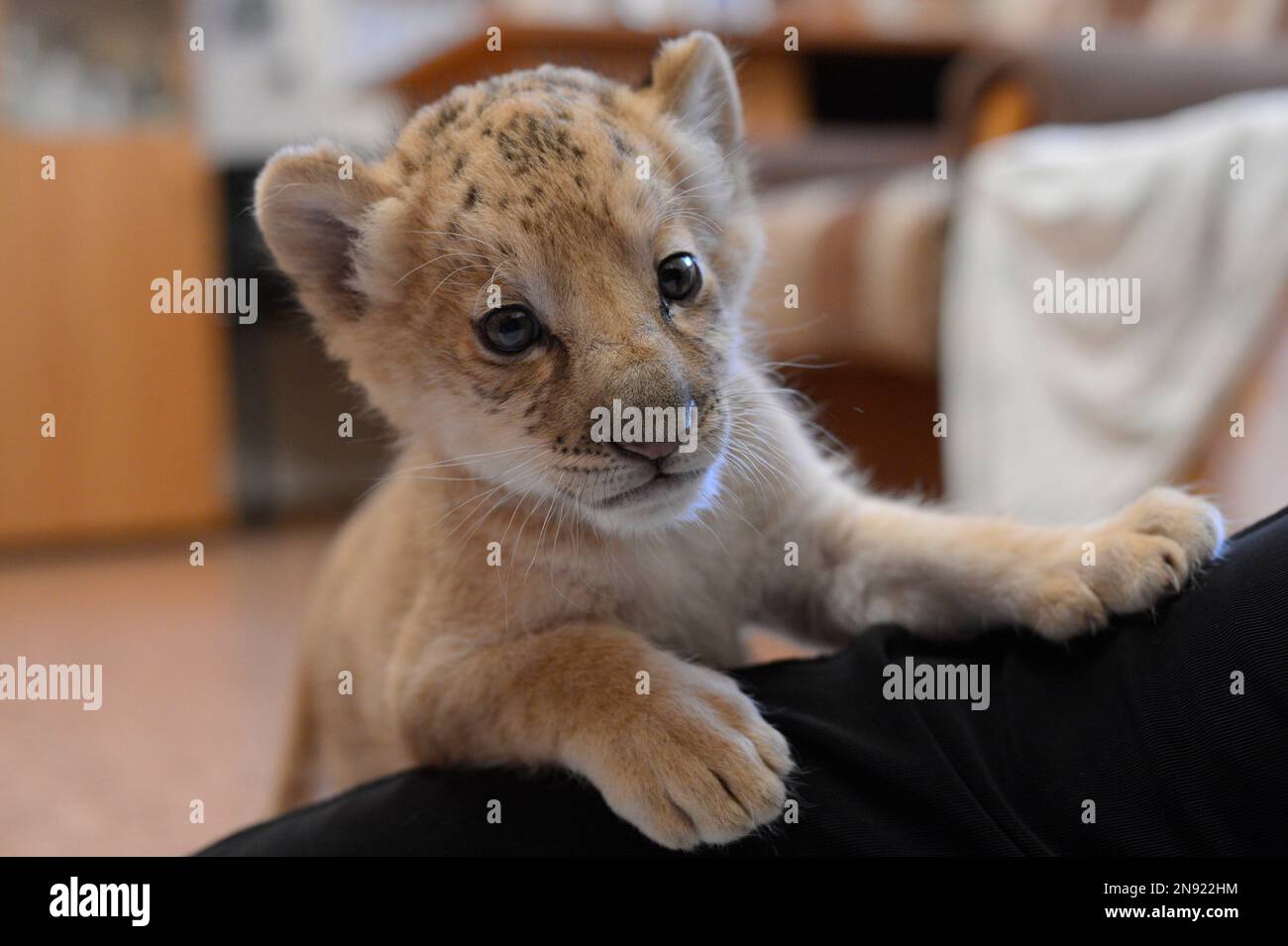 Female liliger cub Kiara, a hybrid between a lion and a ligress, plays at the Novosibirsk Zoo ...