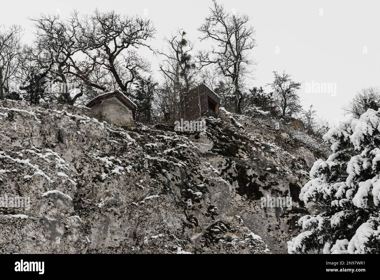 Arbre d'ermite Banque de photographies et d’images à haute résolution ...