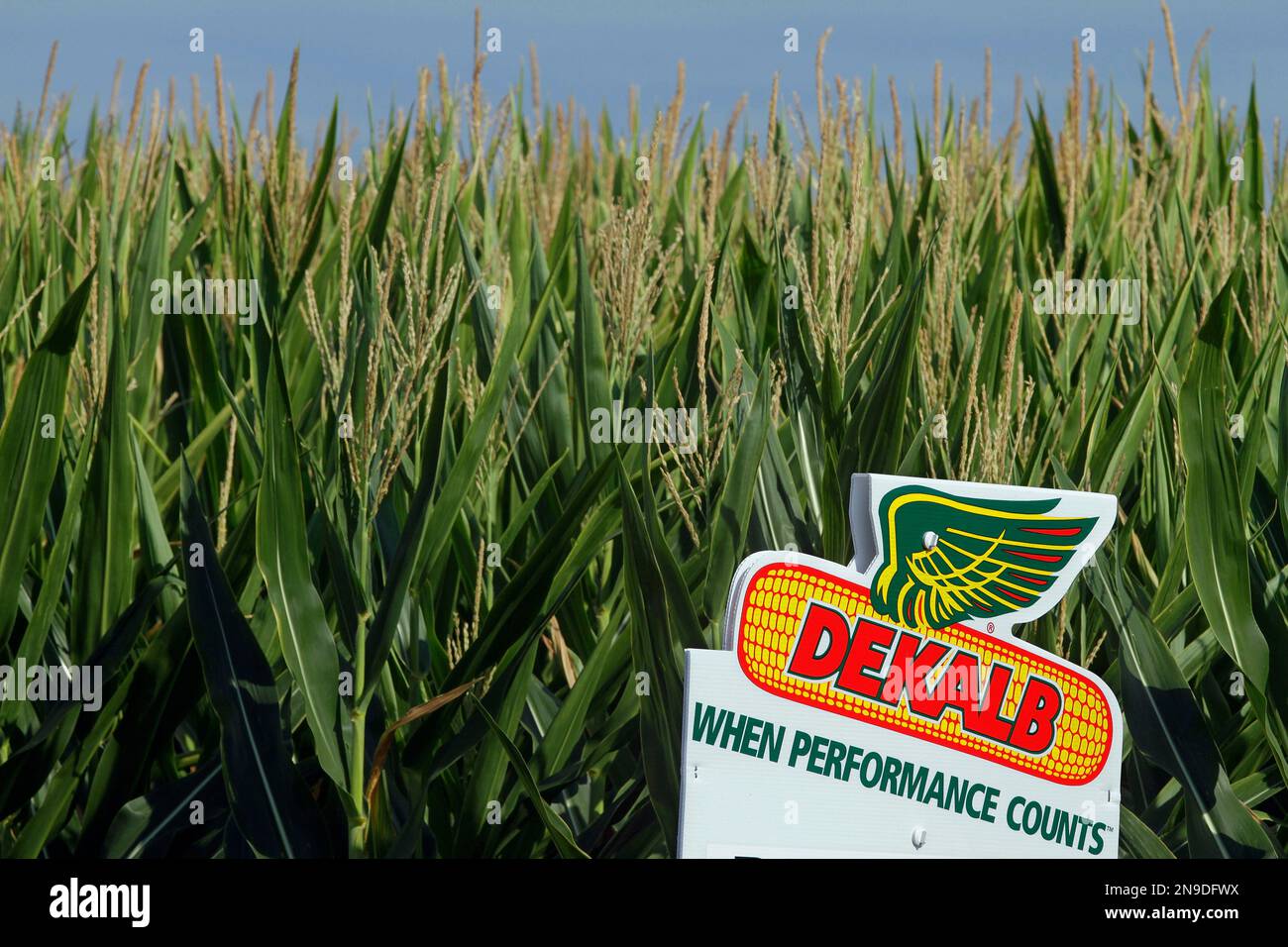 The DEKALB corn logo is seen on along side of rows of corn Sunday, July ...