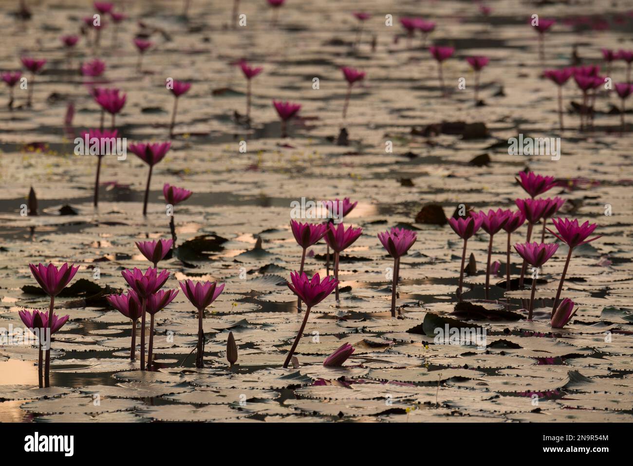 Lotus flowers at angkor wat Banque de photographies et d’images à haute ...
