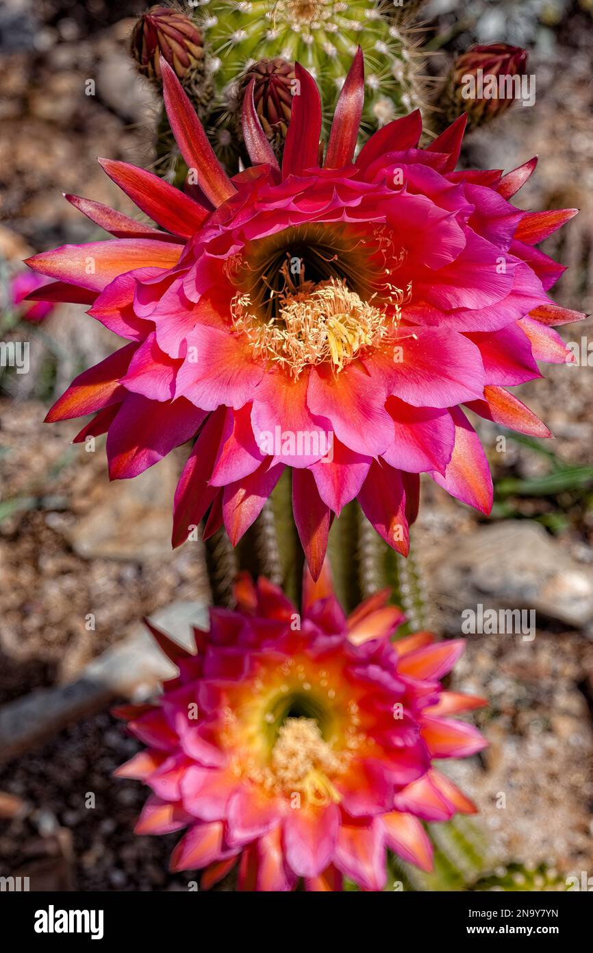 Torch cactus Banque de photographies et d’images à haute résolution - Alamy