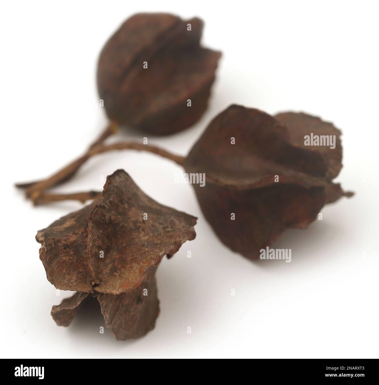 Terminalia arjuna tree Banque de photographies et d’images à haute ...