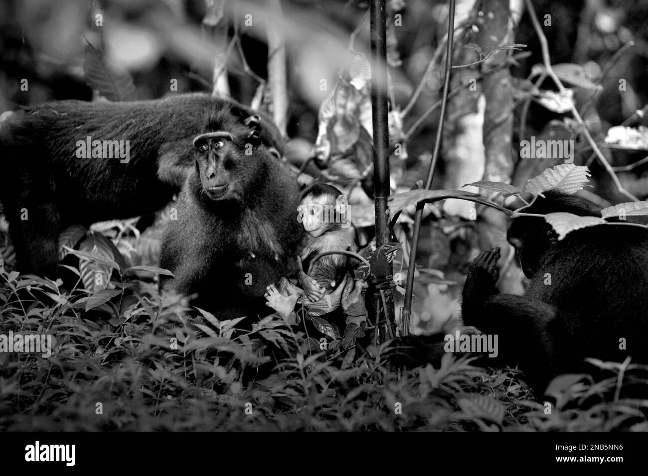 Un nourrisson de macaque à crête noire Sulawesi (Macaca nigra) est ...