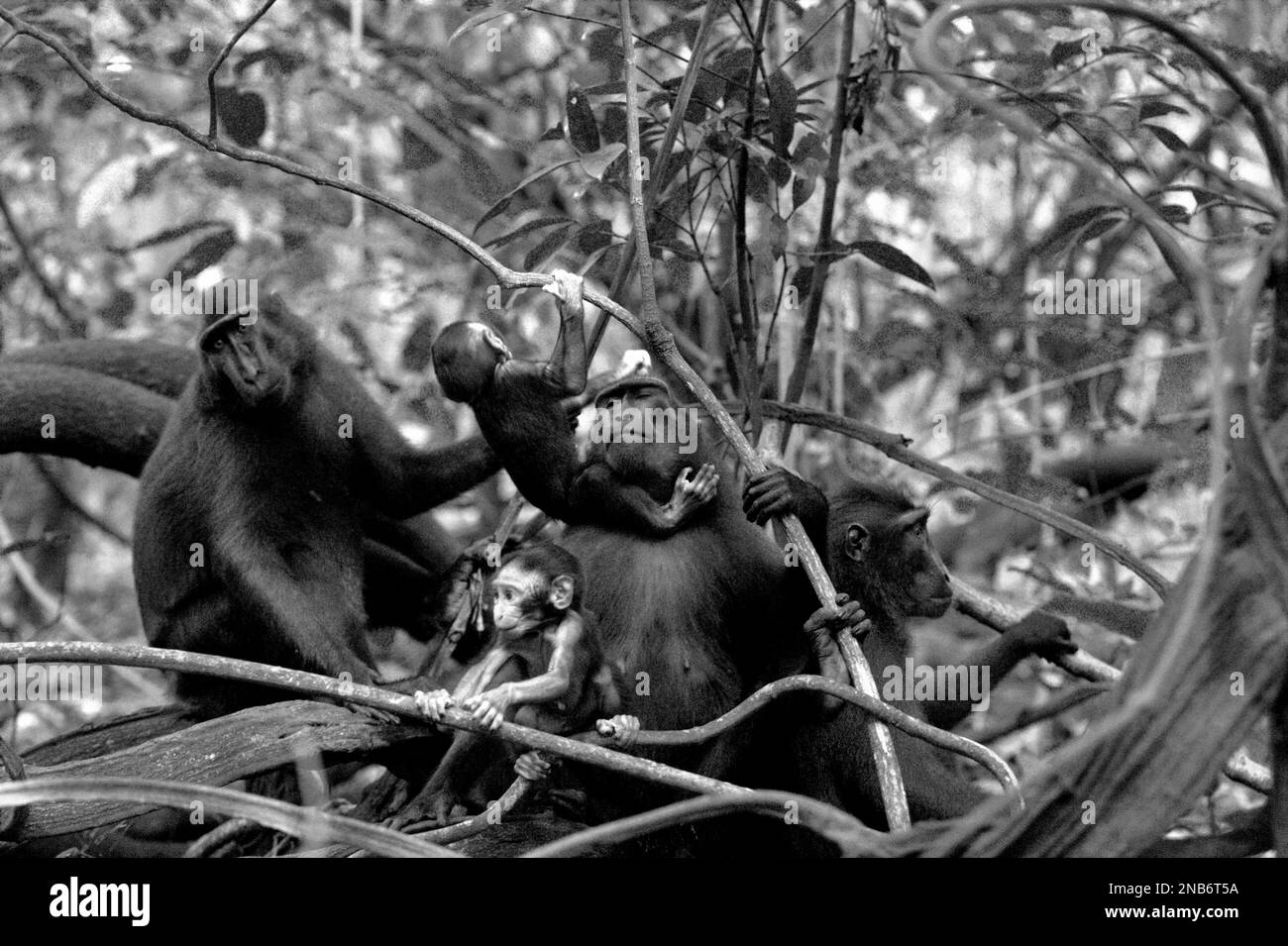 Un groupe de macaques à cragoût noir (Macaca nigra) de Sulawesi prend ...