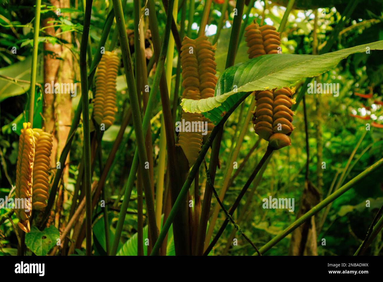 Calathea crotaliferaknown comme berijao est une plante indigène à l ...