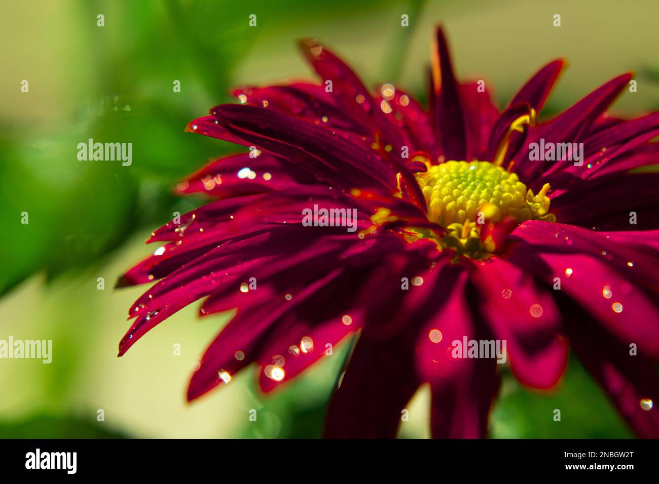 Fleurs rouges de rêve Banque de photographies et d’images à haute ...