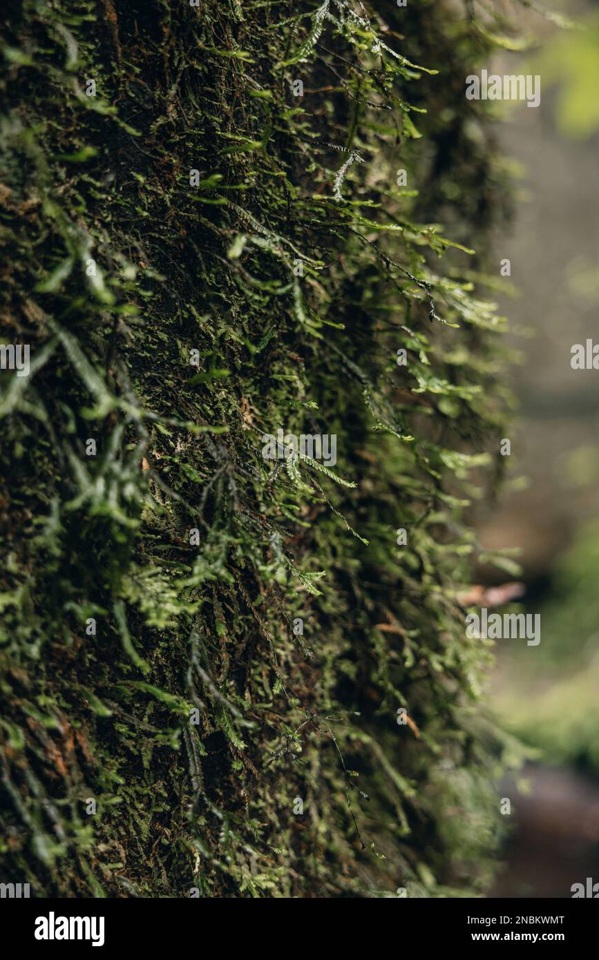 Un gros plan détaillé de mousse verte et de lichen vibrants ornant un ...