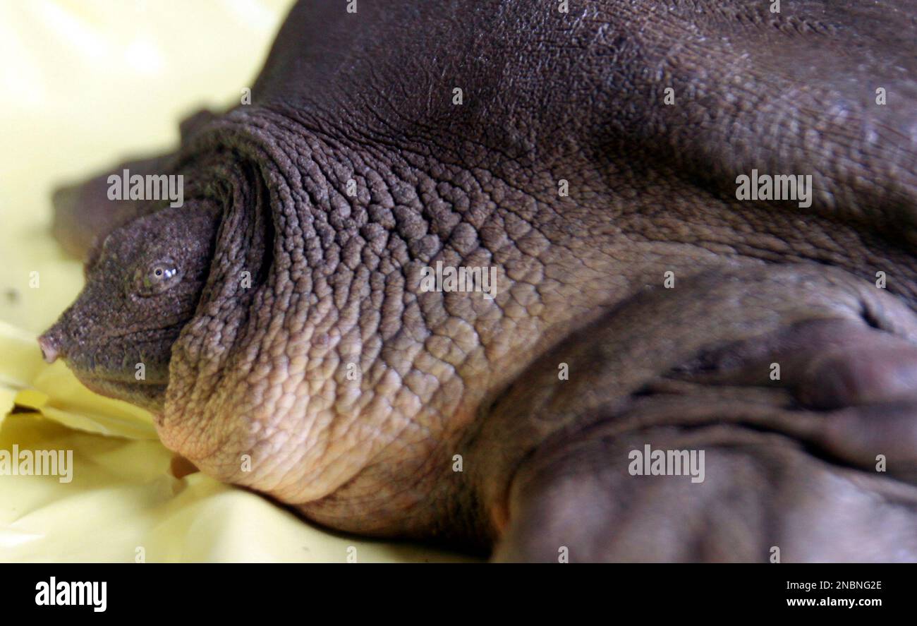 An eighteen kilograms Cantor's soft-shell turtle lays on the floor ...