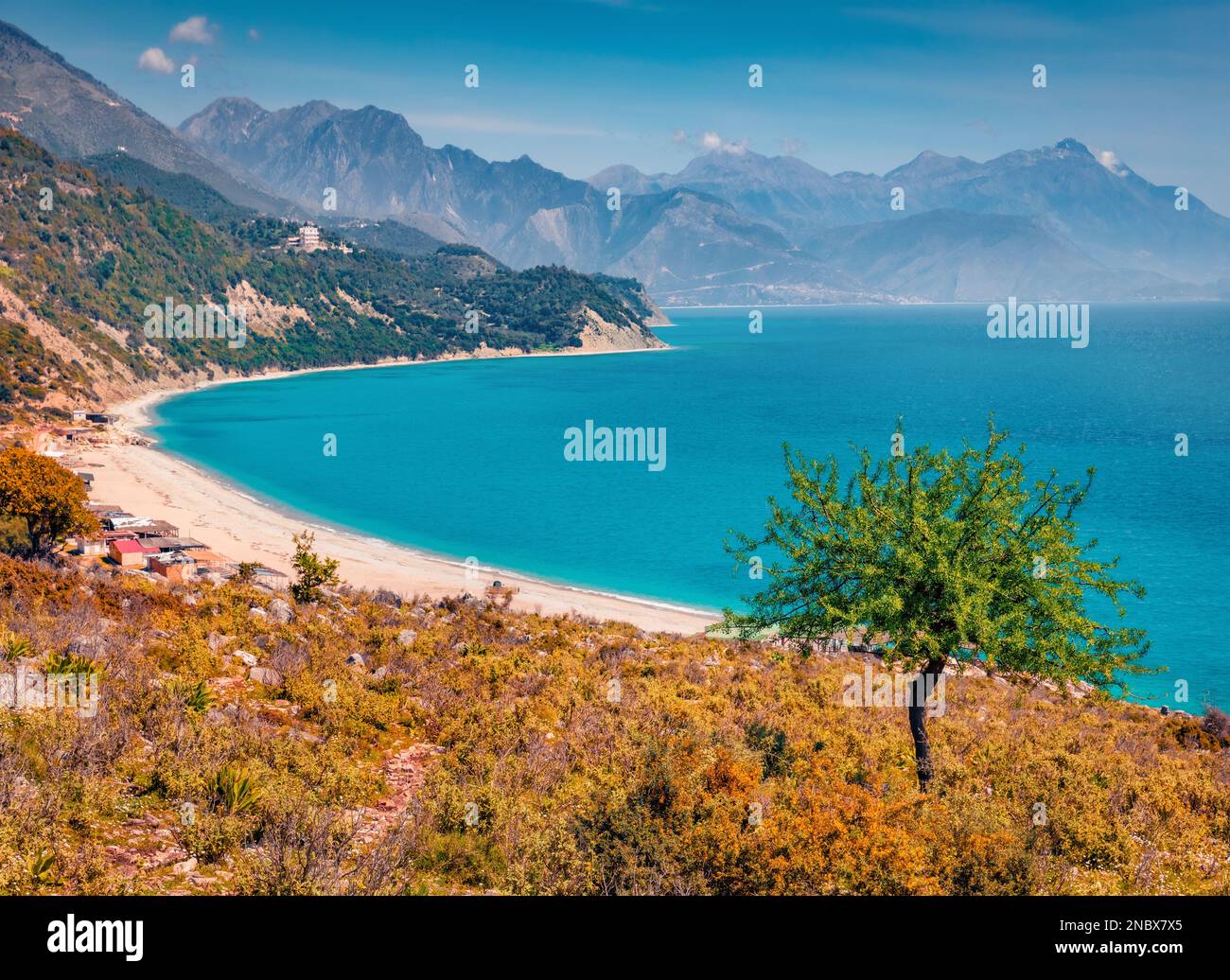 Arbre vert solitaire Banque de photographies et d’images à haute ...