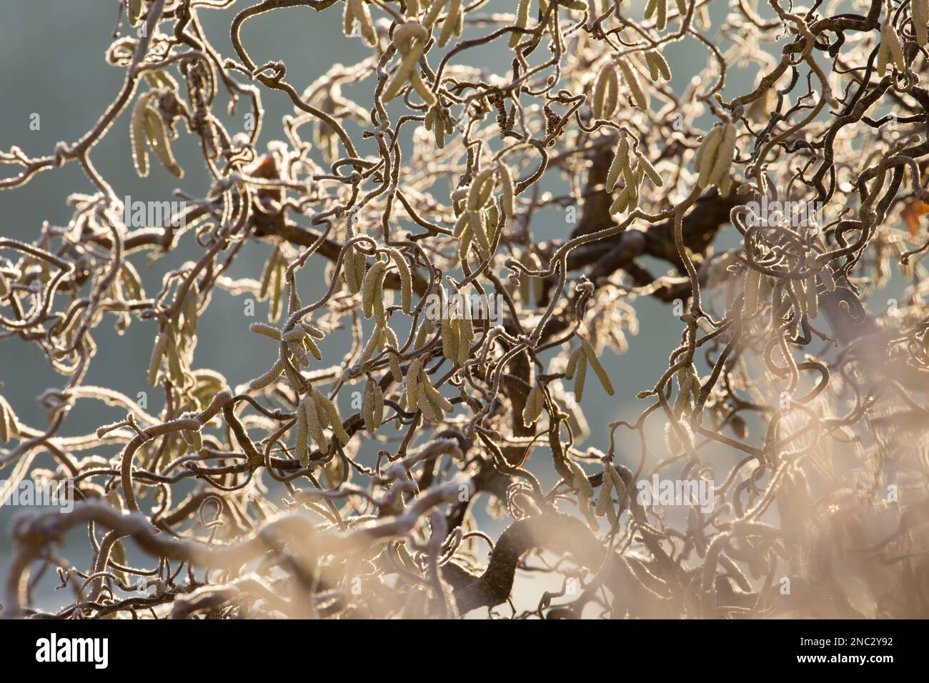 Hazel bush Banque de photographies et d’images à haute résolution - Alamy