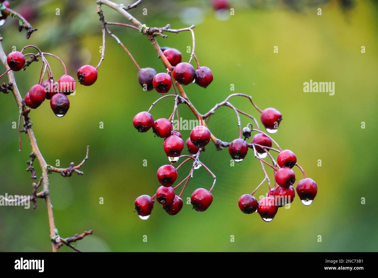 Baies fruits Banque de photographies et d’images à haute résolution - Alamy