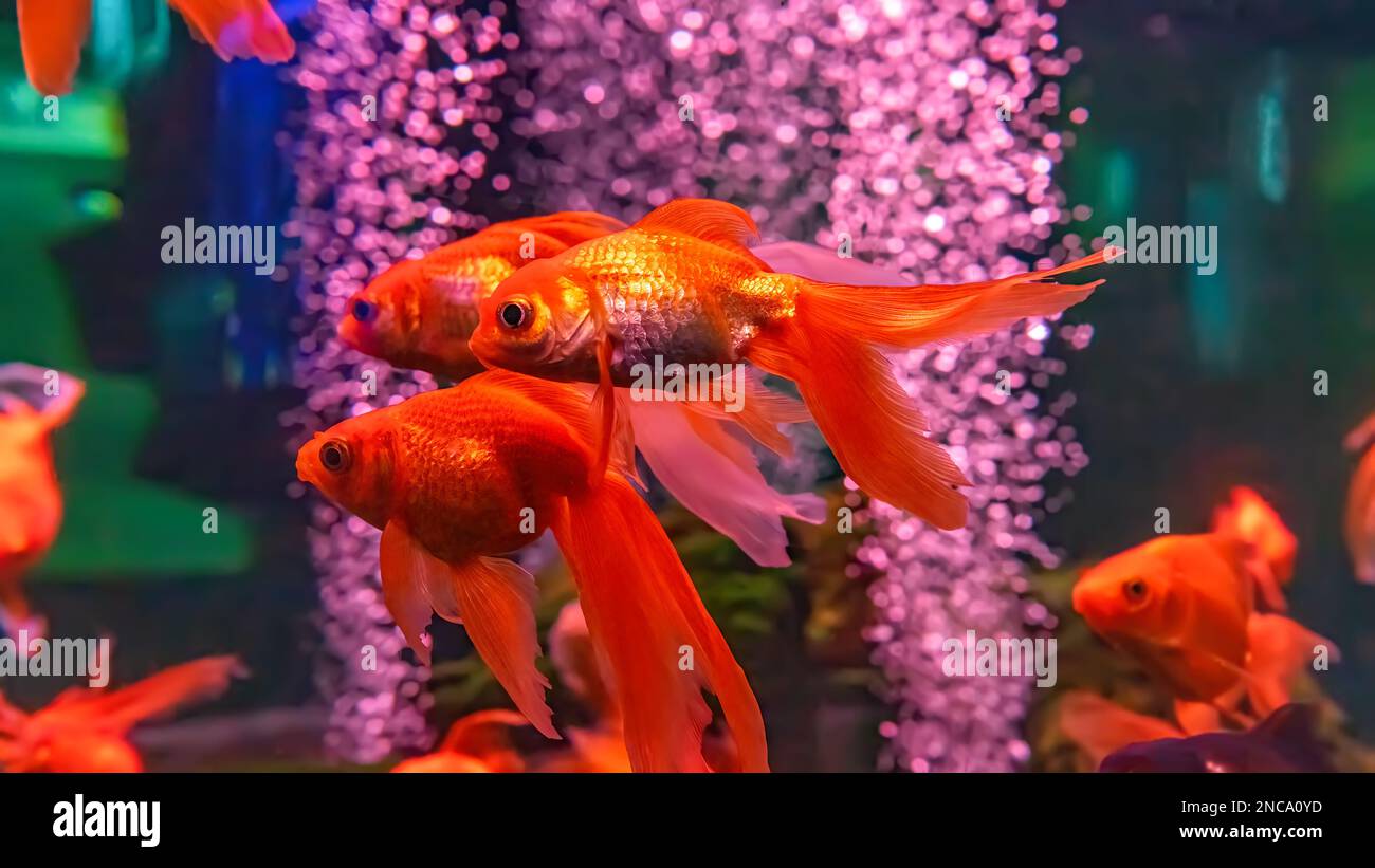 Groupe de poissons d'orange vif Carassius auratus ou d'or d'Asie ...