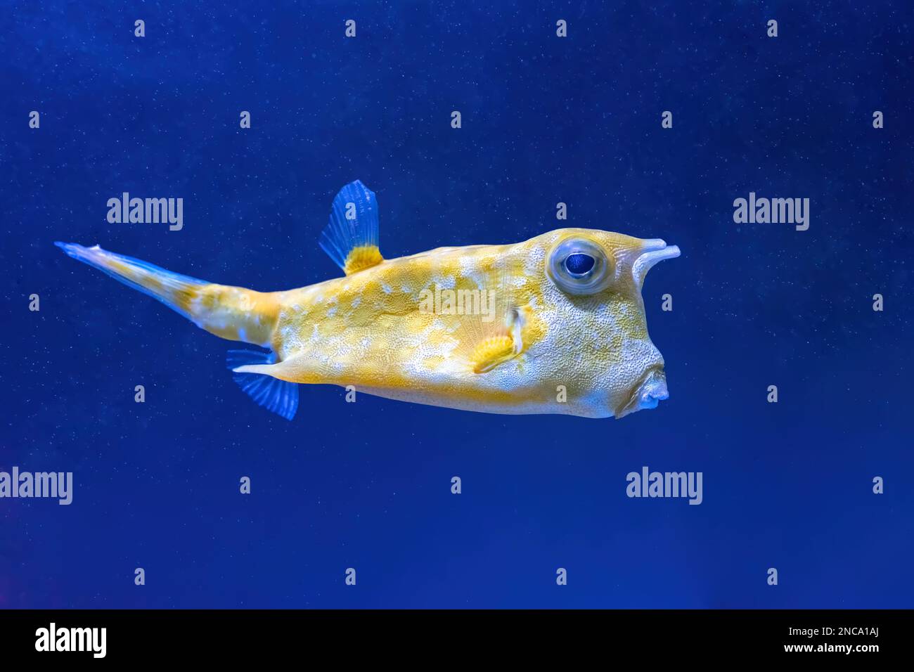 Le poisson-de-vache, Lactoria cornuta, nage dans l'aquarium. Poisson de ...