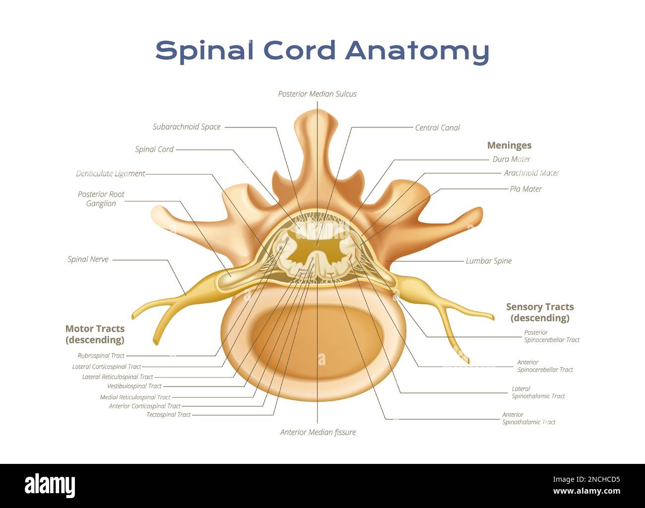 Infographies de l'anatomie de la moelle épinière des vertèbres avec vue ...