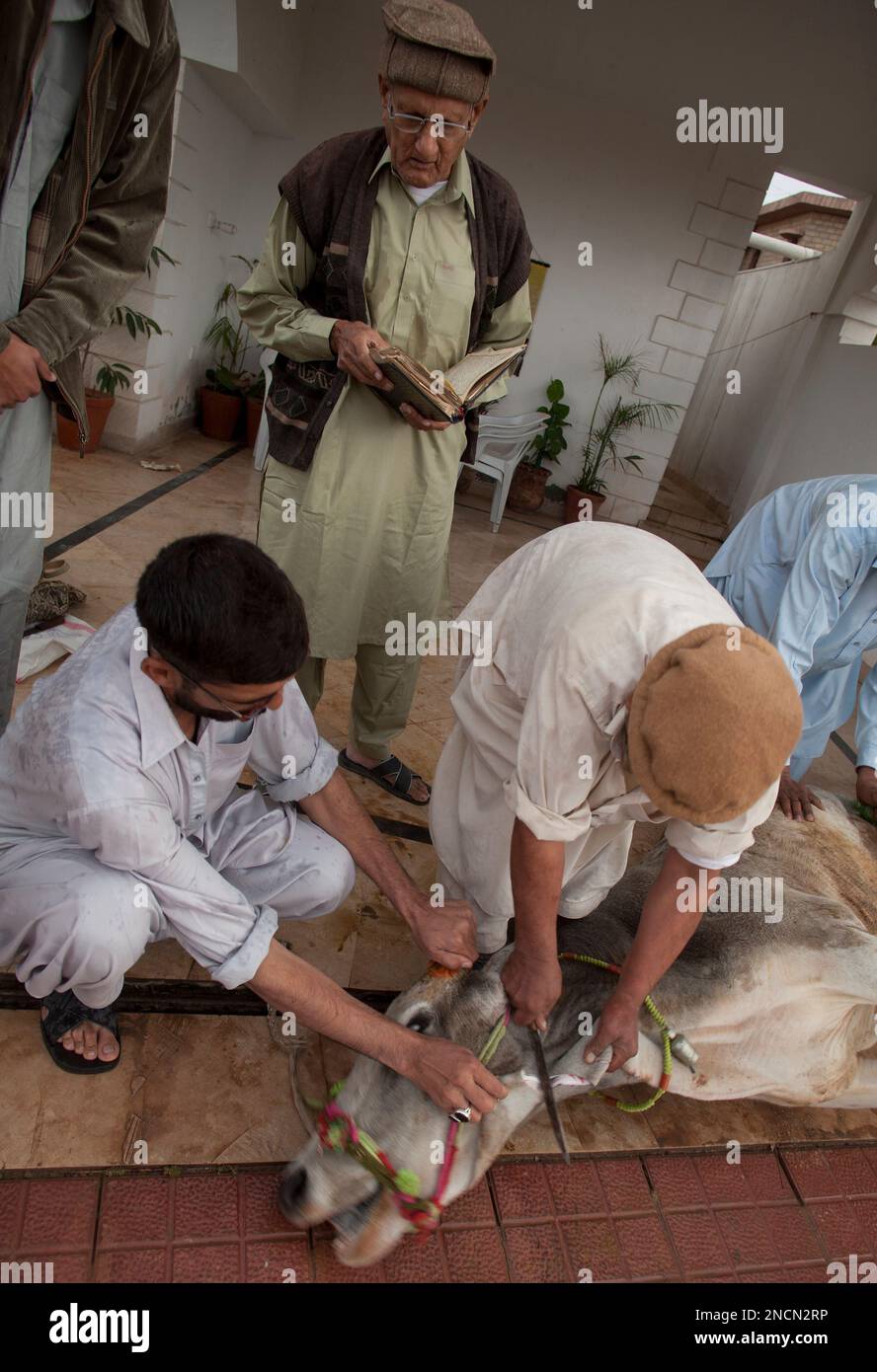 A Pakistani elder recites prayers during a sacrifice of a cow on the ...