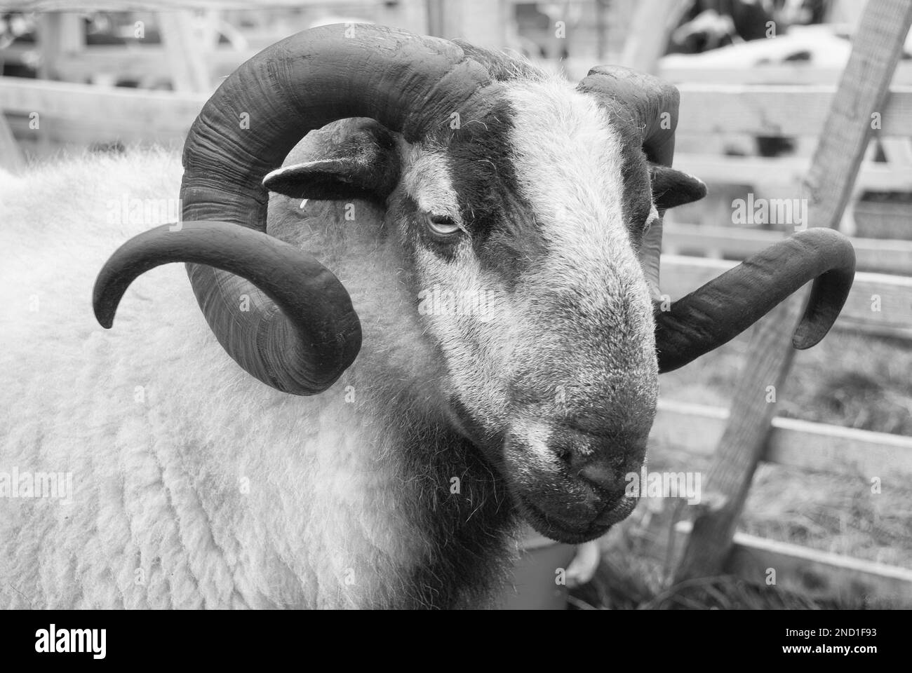 Races de moutons britanniques rares et traditionnelles Banque d'images ...