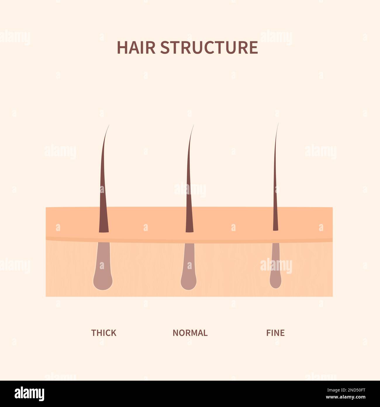 Structure de la largeur des cheveux dans le schéma de coupe ...