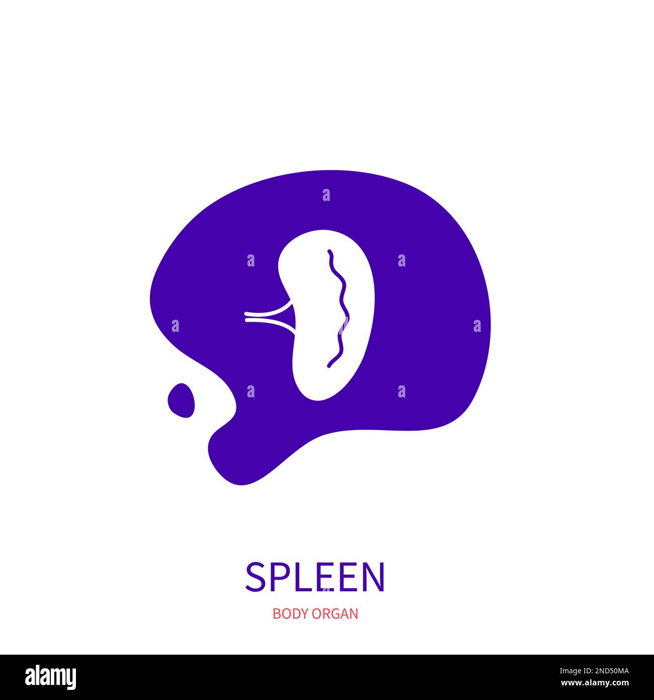 Rate humaine et ganglion lymphatique Banque d'images vectorielles - Alamy