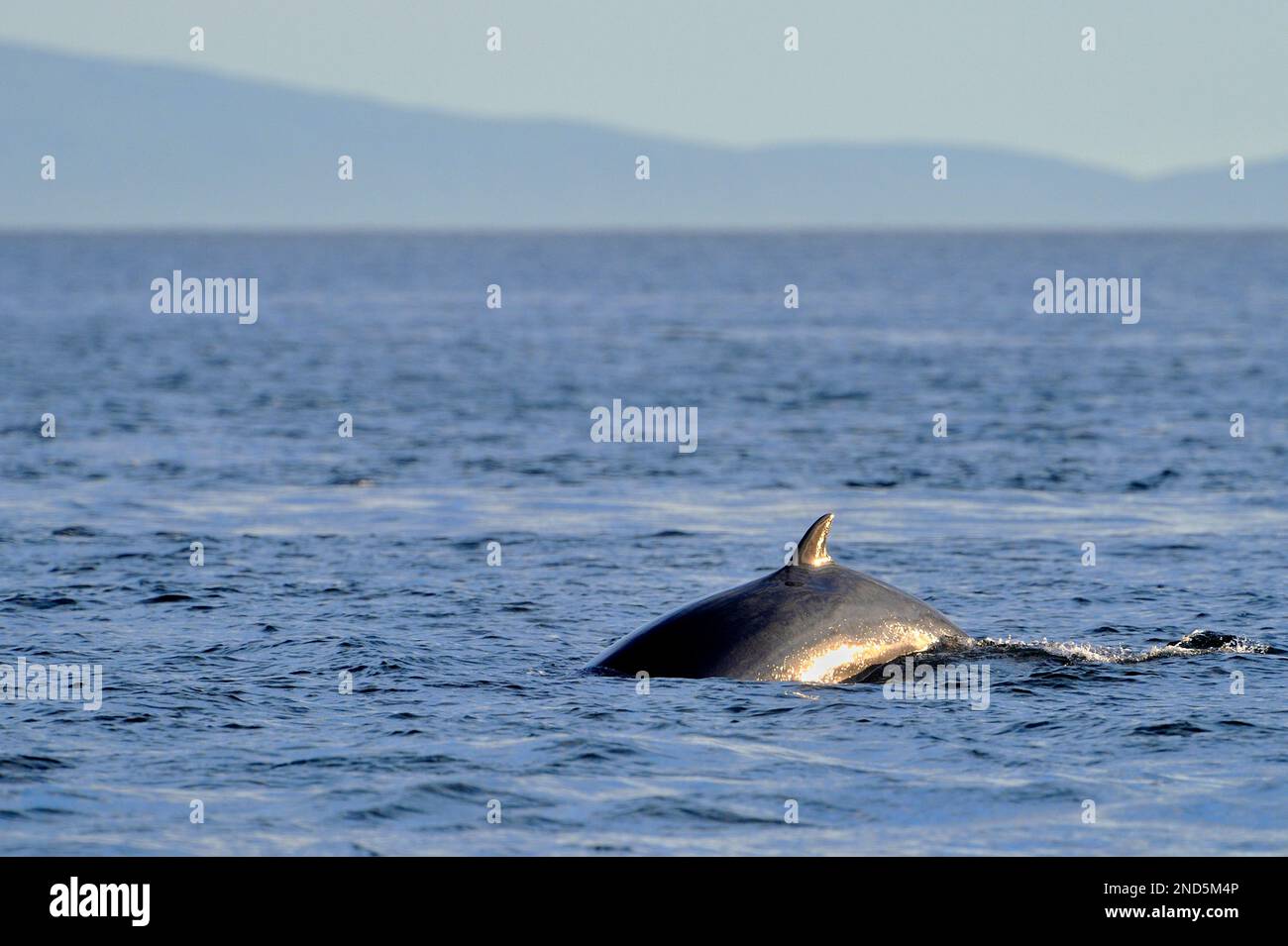 La petite baleine (Balaenoptera acutorostrata) a photographié la ...