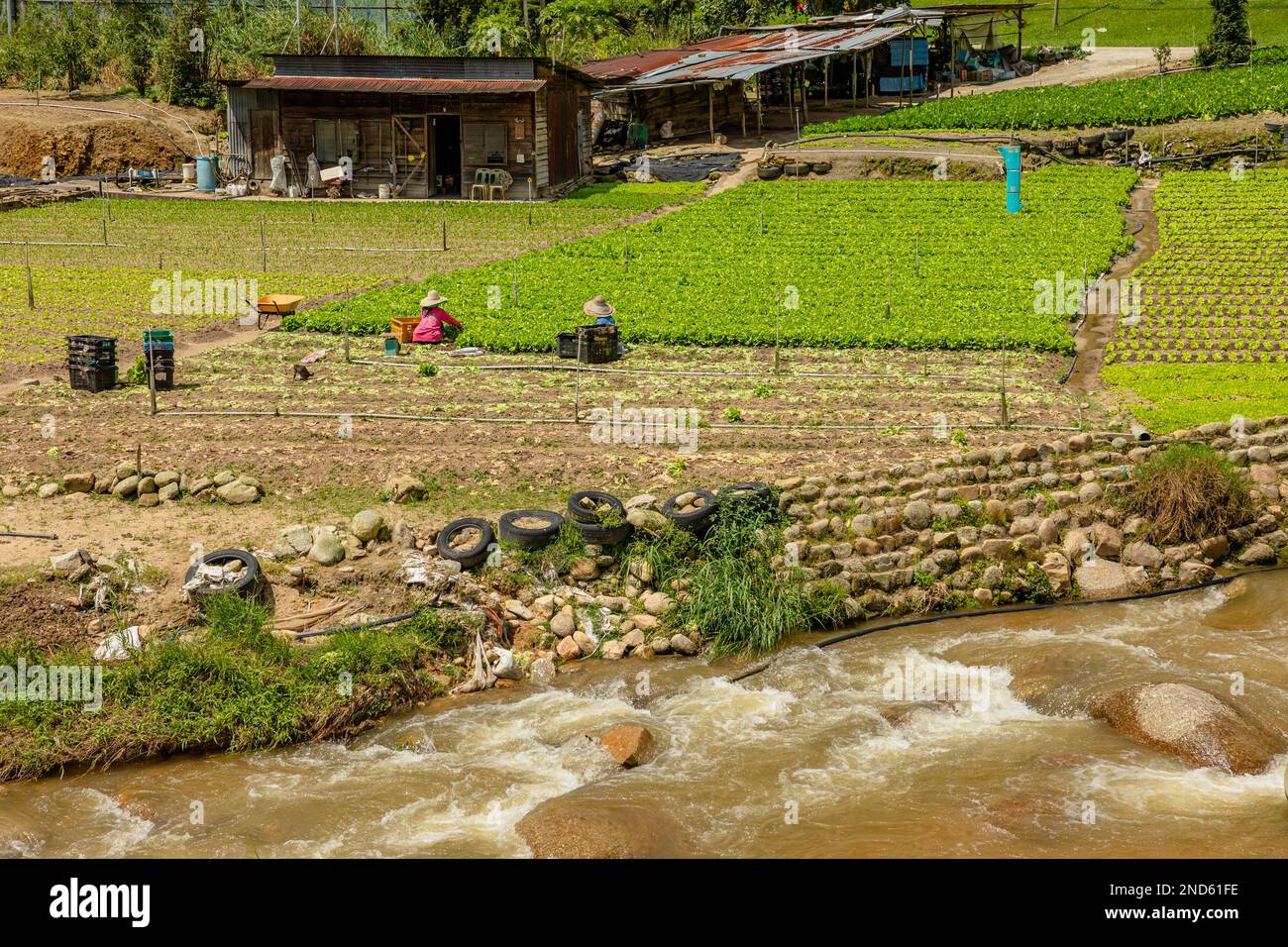 Paysans dans les champs Banque de photographies et d’images à haute ...