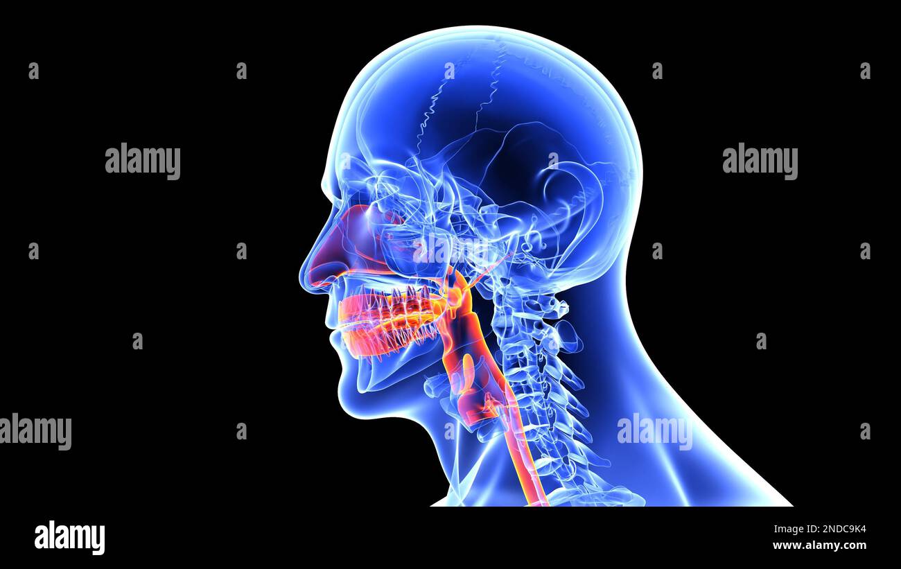 Diagram human body Banque de photographies et d’images à haute ...