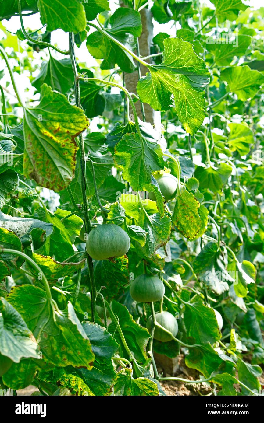 Champs de melon Banque de photographies et d’images à haute résolution ...