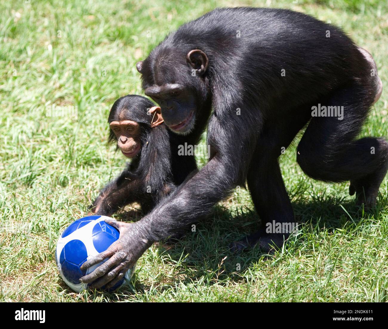 Chimpanzees play with a soccer ball a day before the opening of the ...