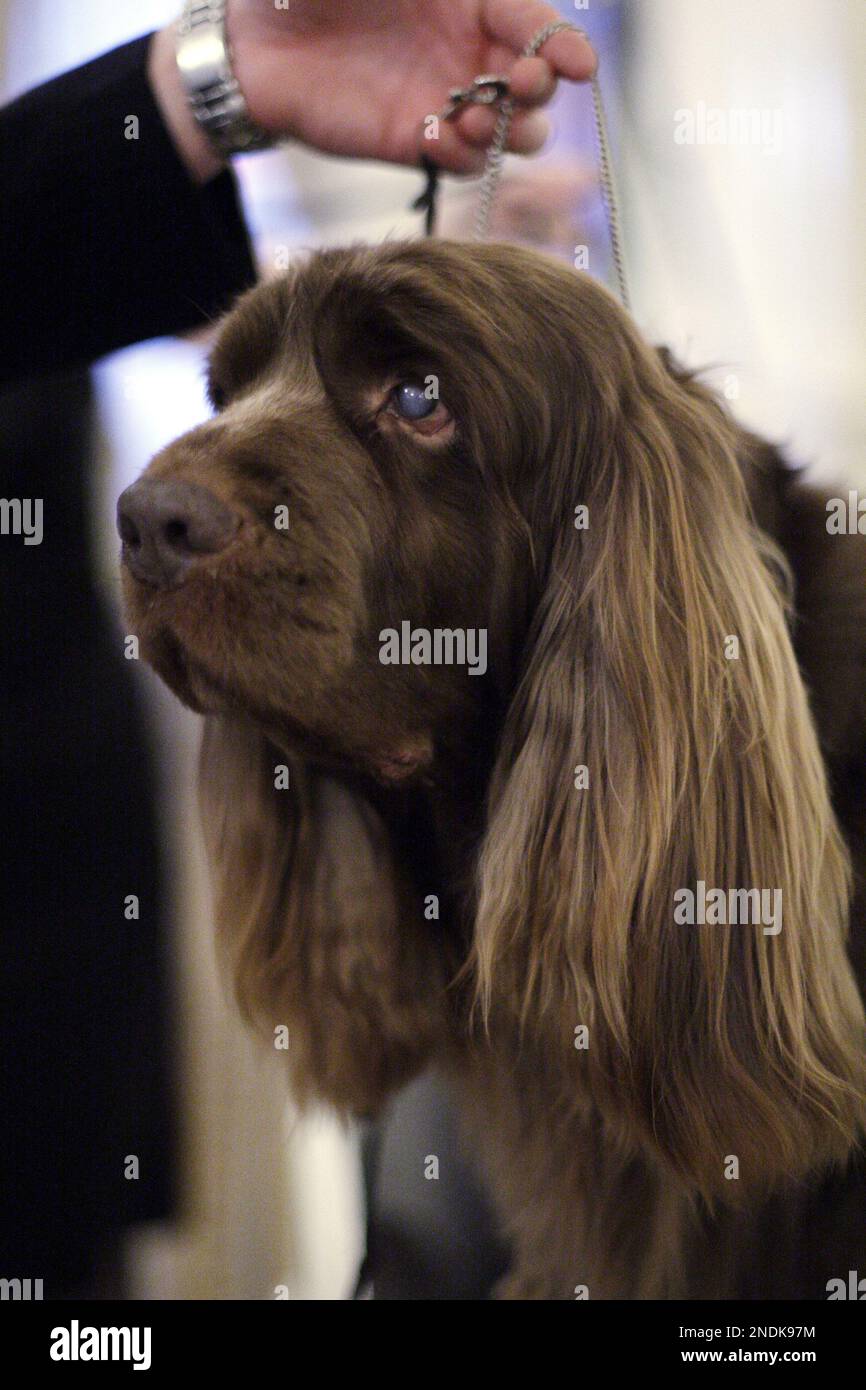 A Sussex spaniel named Stump winner of Best in Show at the 133rd ...
