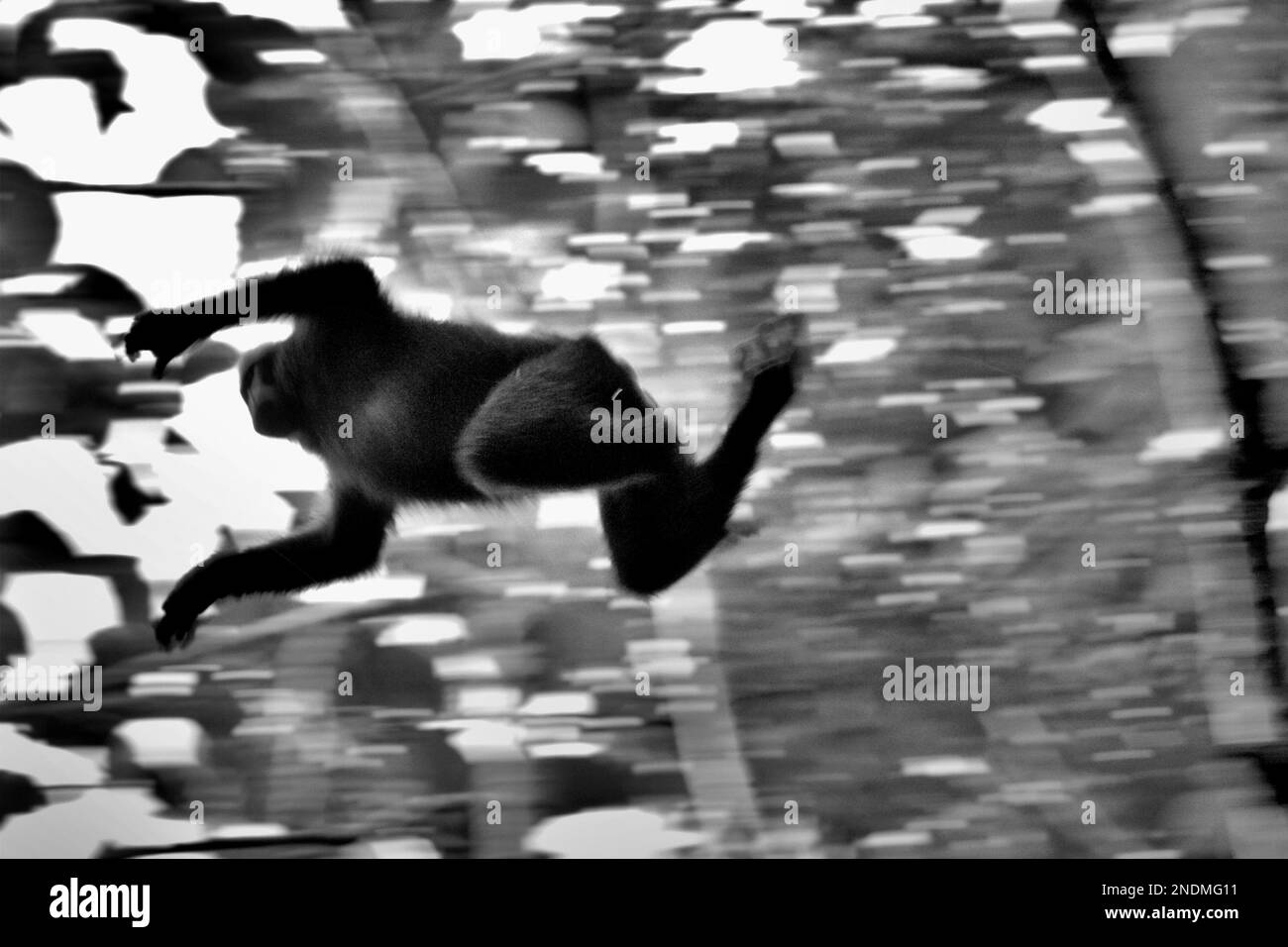 Crop raiding Banque d'images noir et blanc - Alamy