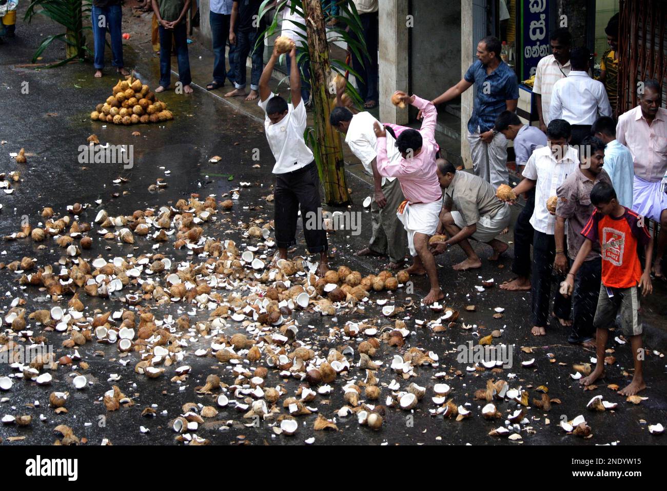 Sri Lankan Tamils break coconuts, a ritual performed before an ...