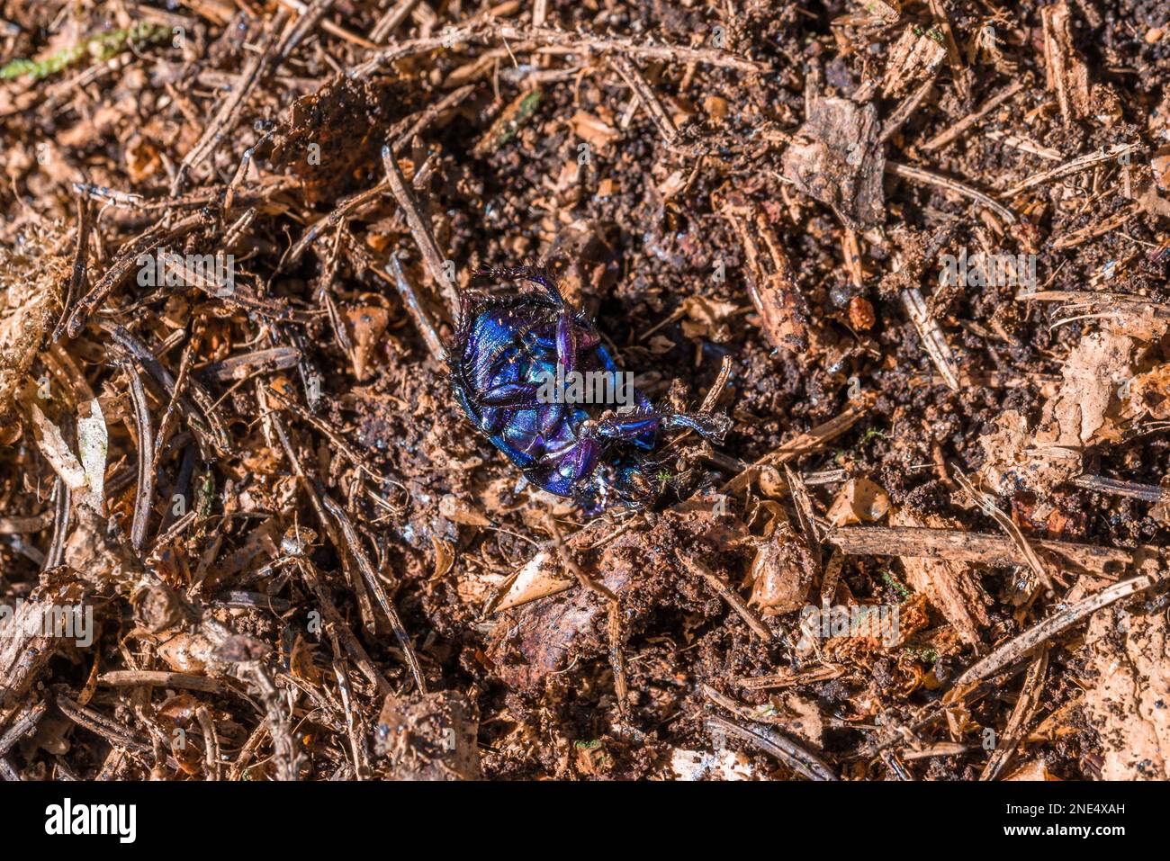Bleu violet brillant grand coléoptère avec de longues jambes et des ...