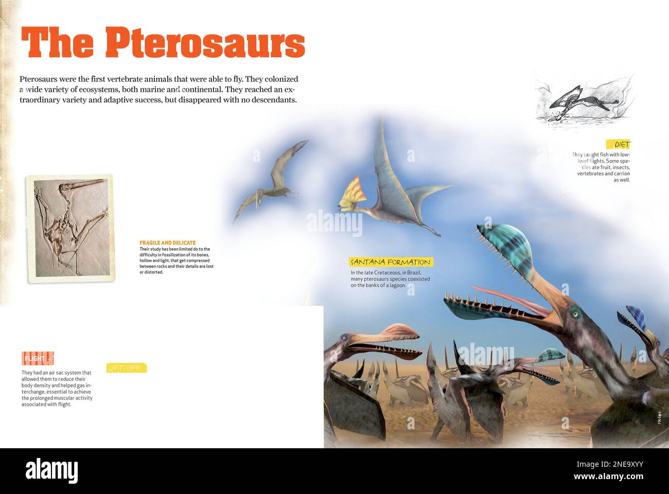 Infographies sur les ptérosaures, les premiers vertébrés à développer ...
