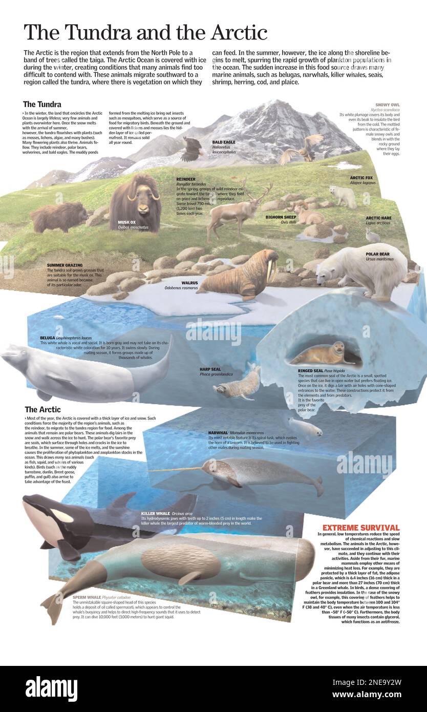Infographie sur l'habitat arctique, la toundra et les espèces animales ...