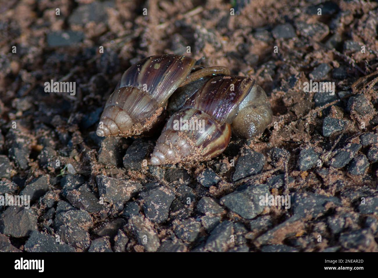 Accouplement de mollusques Banque de photographies et d’images à haute ...