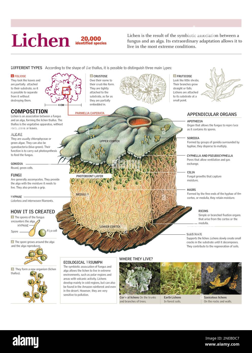 Infographies de la classification des lichens, de sa composition, de sa formation et de son ...