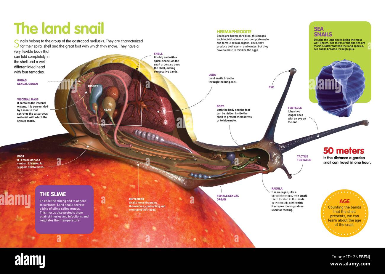 Infographie sur l'escargot terrestre : son anatomie, ses organes ...
