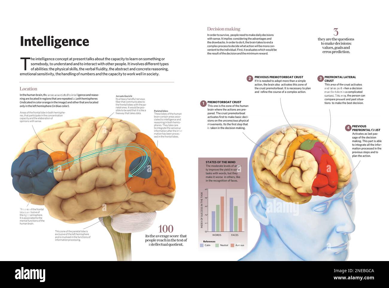 Infographie sur l'intelligence, la capacité à comprendre, à apprendre, à assimiler et à élaborer ...