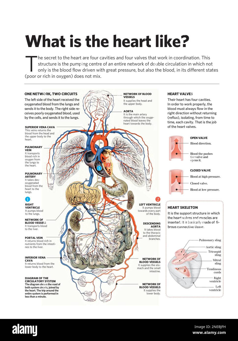 Infographie sur le cœur, le moteur du corps. Circuits du sang, des ...