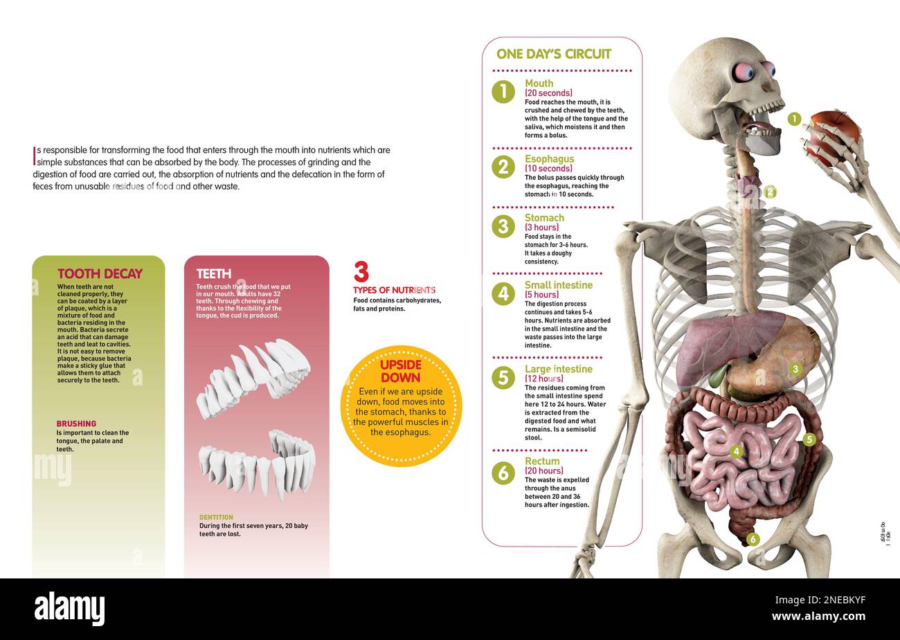Infographie sur le système digestif, ses fonctions, ses composants et ...