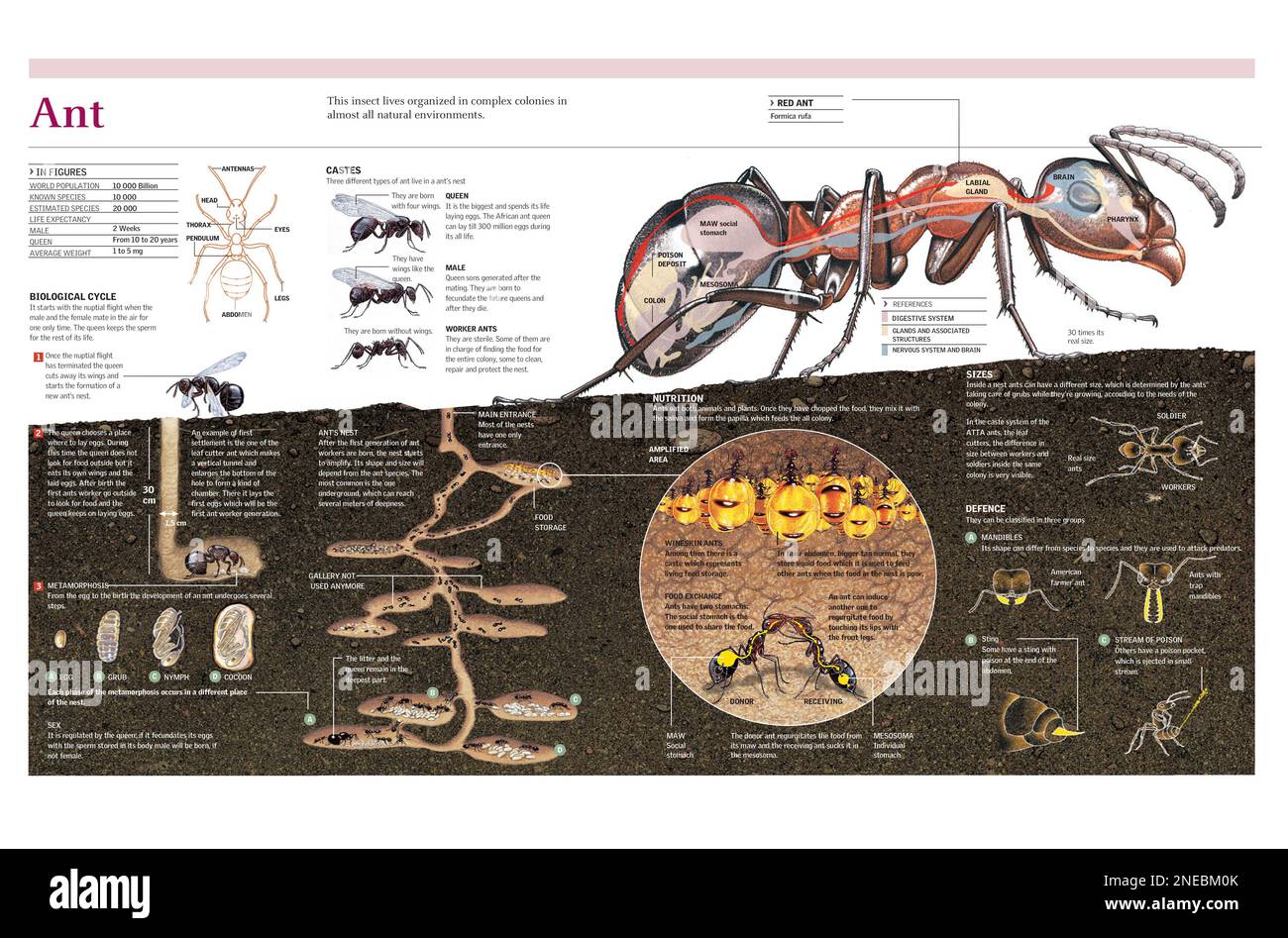 Infographies de l'anatomie et du cycle de vie de l'ant, de la construction du nid et de l ...