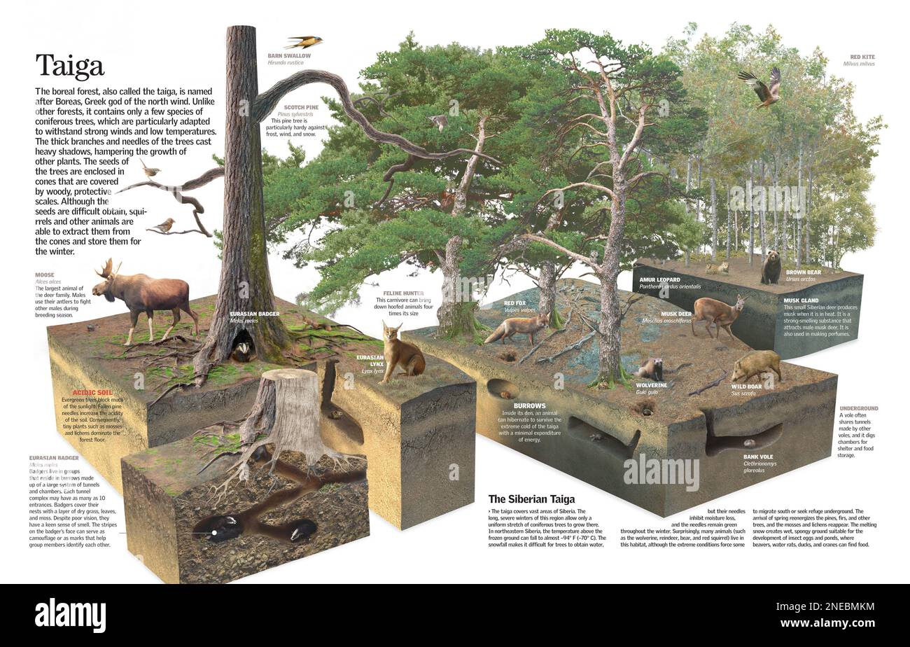 Infographie sur l'habitat d'une forêt boréale ou d'une taïga sibérienne ...