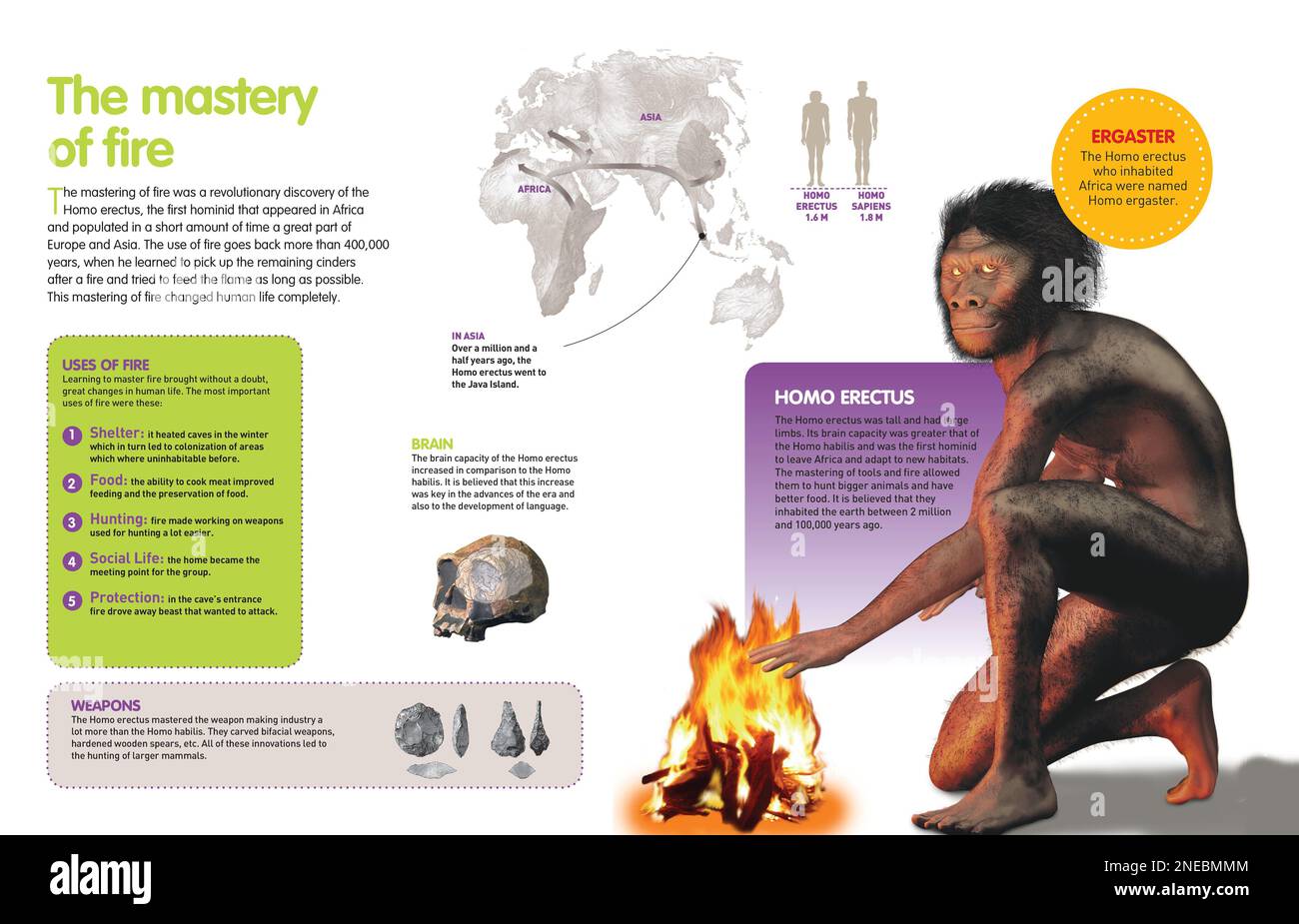 Infographie du Homo erectus, le premier hominide qui a réussi à ...
