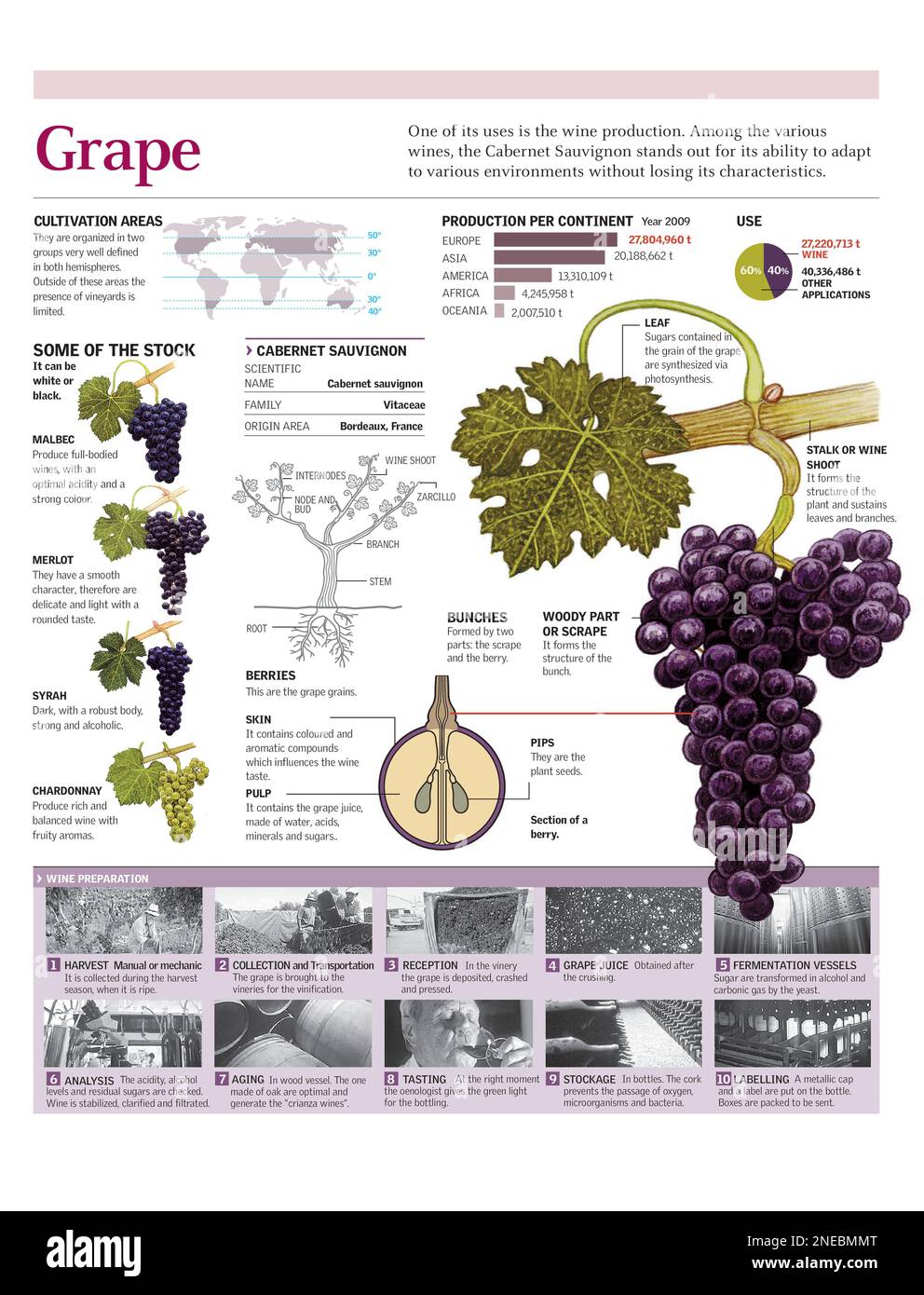 Infographies des parties d'un bouquet de raisins, production mondiale ...