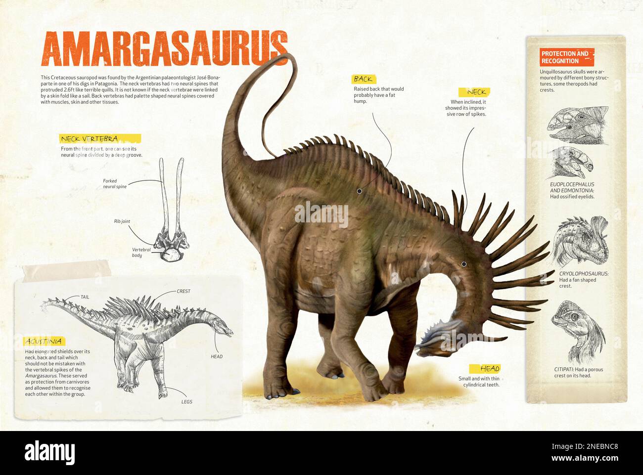 Infographies sur l'amagassaurus, un dinosaure herbivore de la période ...